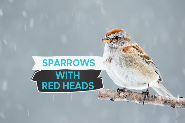 Red Capped Sparrow