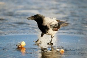 What Do Ravens Eat? [Feasting Habits Beyond Worms and Insects ...