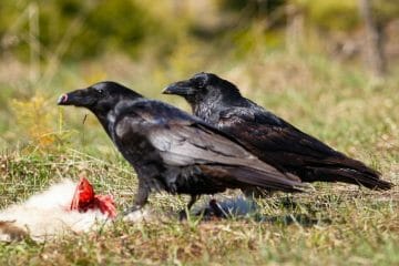 What Do Ravens Eat? [Feasting Habits Beyond Worms and Insects ...
