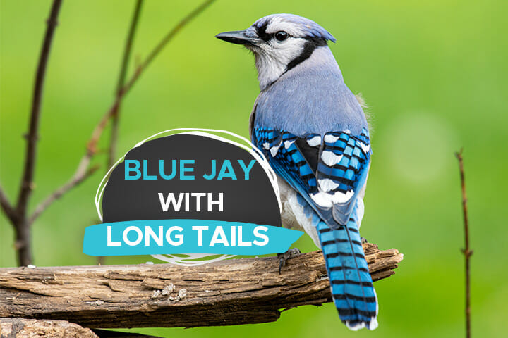 Blue Jays with Long Tails [Birds with an Ultimate Fashion Statement ...