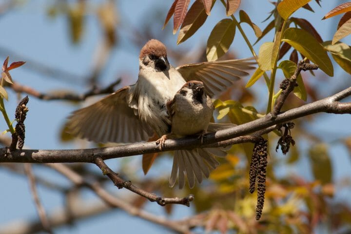 Do Sparrows Mate for Life? [A Love Story in Flight] - Birdwatching Buzz