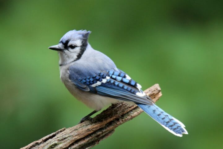 Blue Jays with Long Tails [Birds with an Ultimate Fashion Statement ...