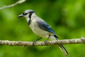 Blue Jays with Long Tails [Birds with an Ultimate Fashion Statement ...