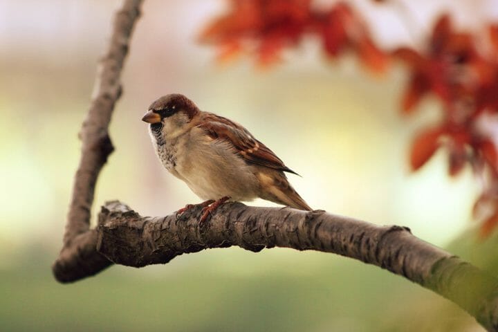 Do Sparrows Mate for Life? [A Love Story in Flight] - Birdwatching Buzz