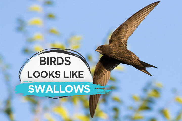 Birds That Look Like Swallows [The Little Flying Doppelganger ...
