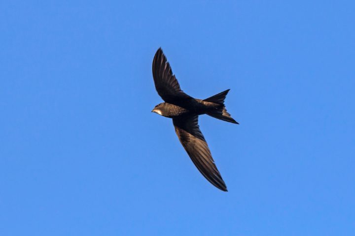 Birds That Look Like Swallows [The Little Flying Doppelganger ...